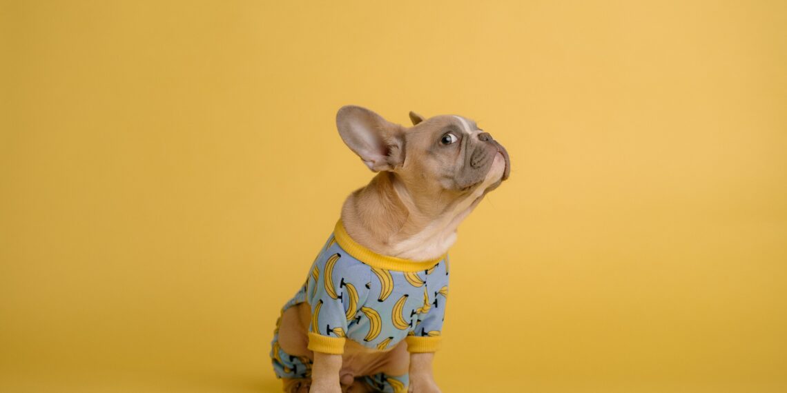 Bugg Dog Breed: Characteristics, Health, Temperament, and Mixed Breed ...